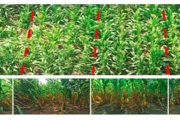 Chinese scientists discover key genes for lodging resistance in maize