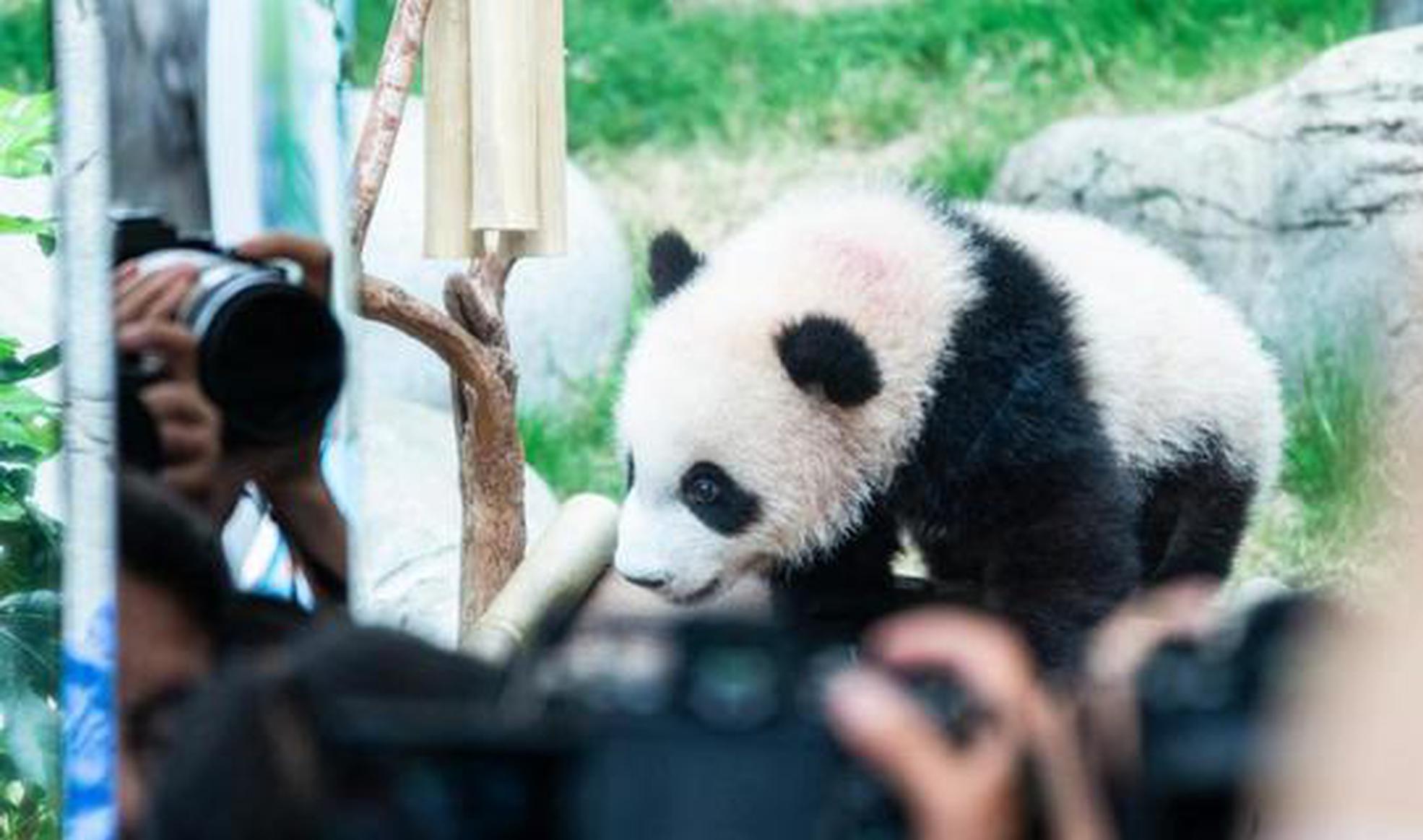 Twin giant panda cubs meet public at Hong Kong's Ocean Park