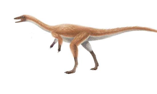 Chinese, American paleontologists discover two new bird-like dinosaurs ...