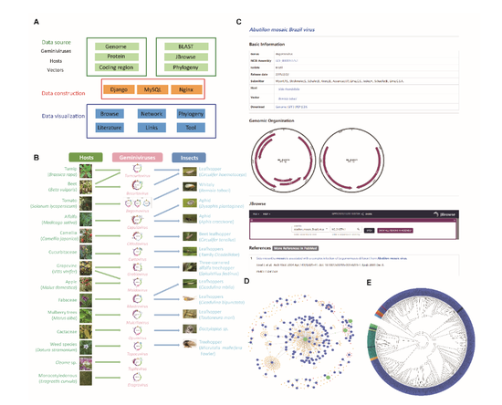 Chinese scientists build world's first Geminiviridae-Plant-Insect Database