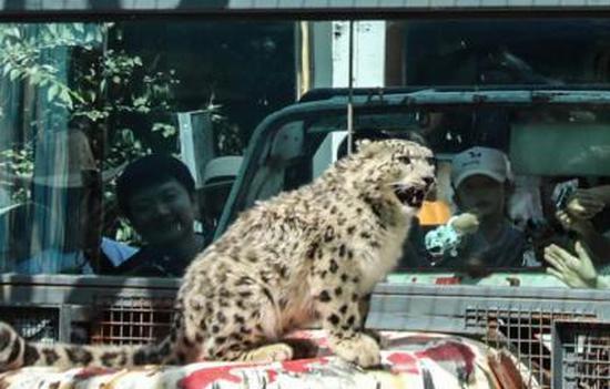 Leopard matriarch builds four-generation dynasty