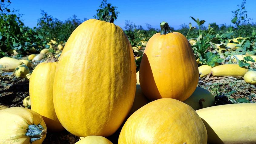 新疆察布查尔县：6.05万亩籽用葫芦瓜好“丰”景-中新网·新疆