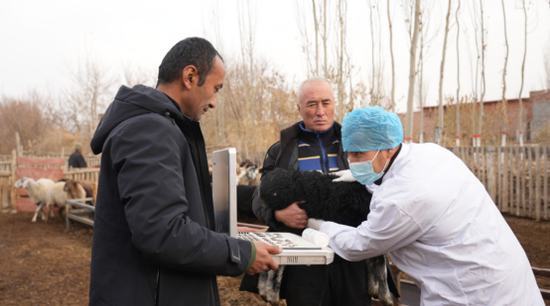 柯坪县全力护航冬季接羔育幼 筑牢畜牧业发展根基-中新网·新疆